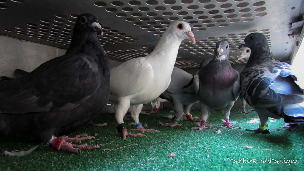 Colorado – Grand Junction Racing Pigeon Club